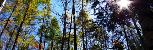 ArtStation - Sora Yang