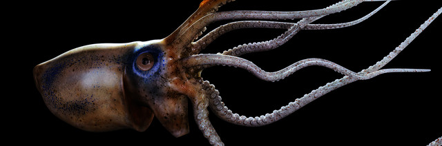 ArtStation - David Bodenstein