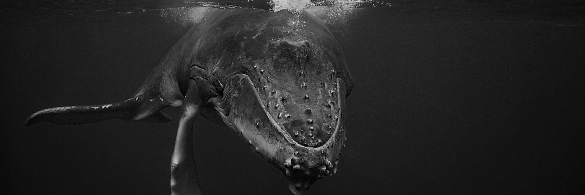 ArtStation - A. Drowne