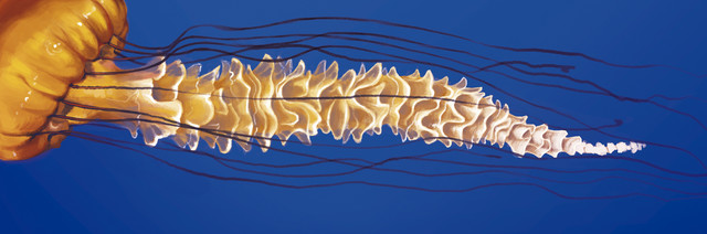 ArtStation - Sais size