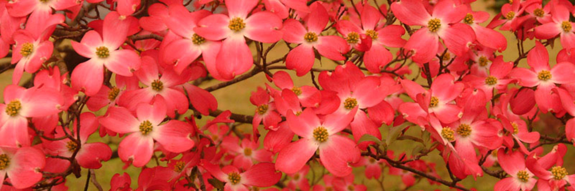 ArtStation - Saku Flower