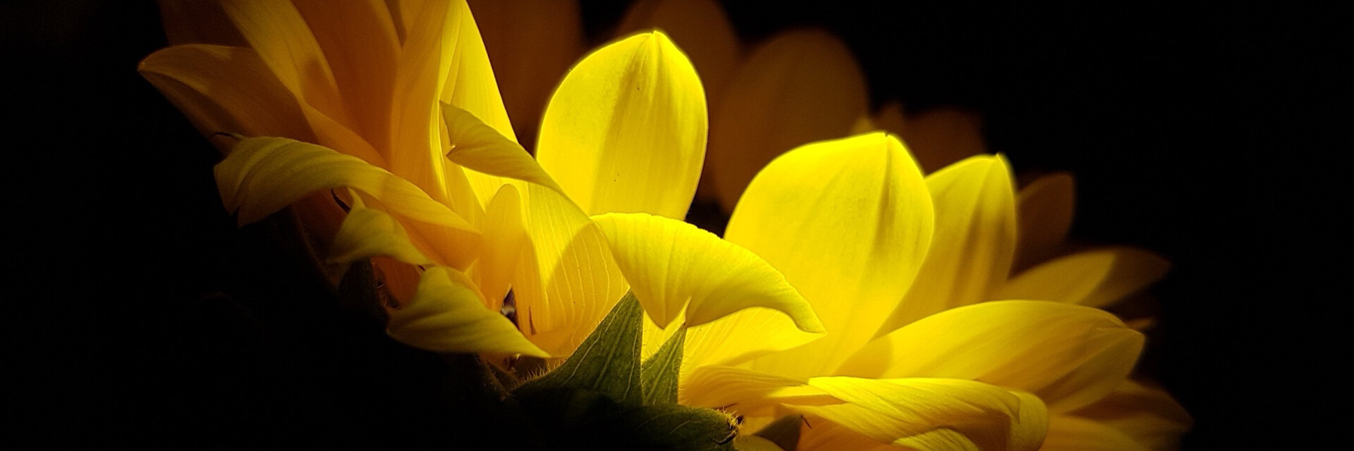 ArtStation - Lisa Bug