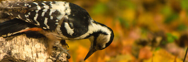 ArtStation - Evgeny Meshkov