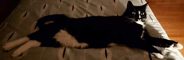 ArtStation - Susan Yang