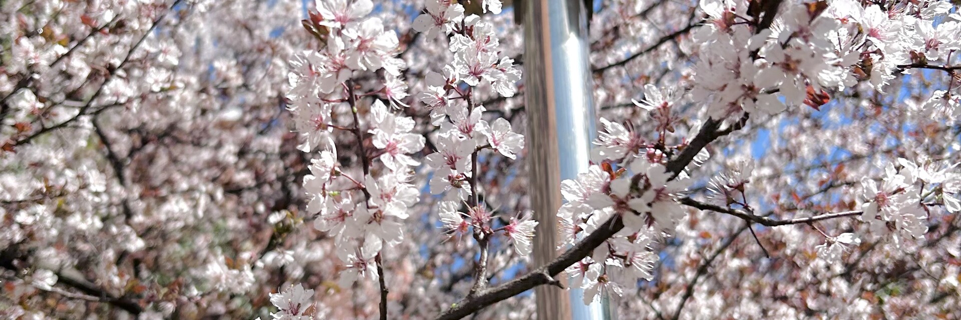 ArtStation - lin chen