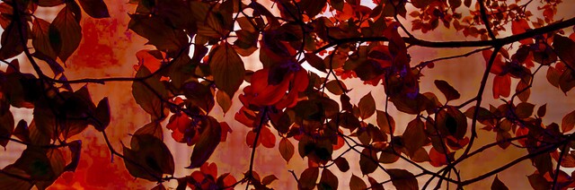 ArtStation - Ellen C.